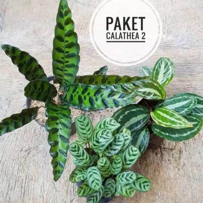 paket 3 tanaman calathea - 3 jenis tanaman calatea | Lazada Indonesia