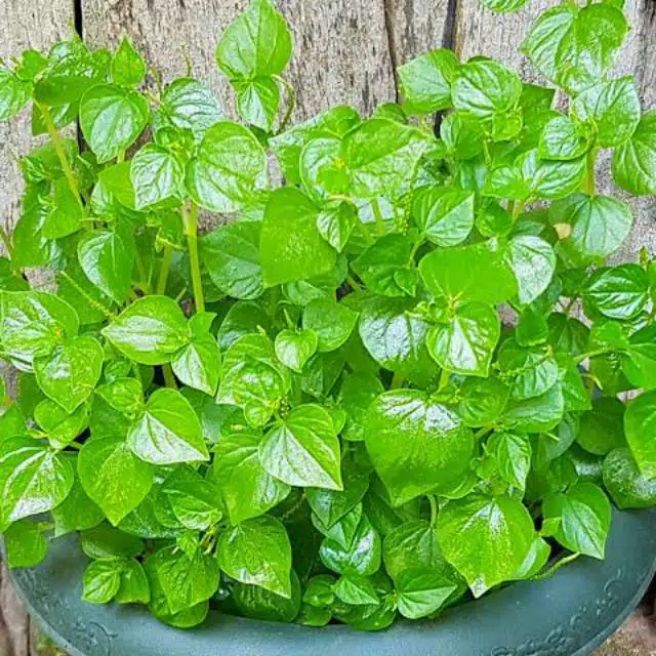 tanaman herbal pohon tumpang air atau sirih cina | Lazada Indonesia