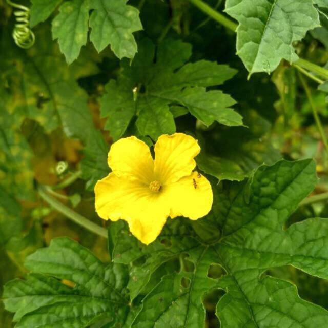 Daun pare hutan | Lazada Indonesia