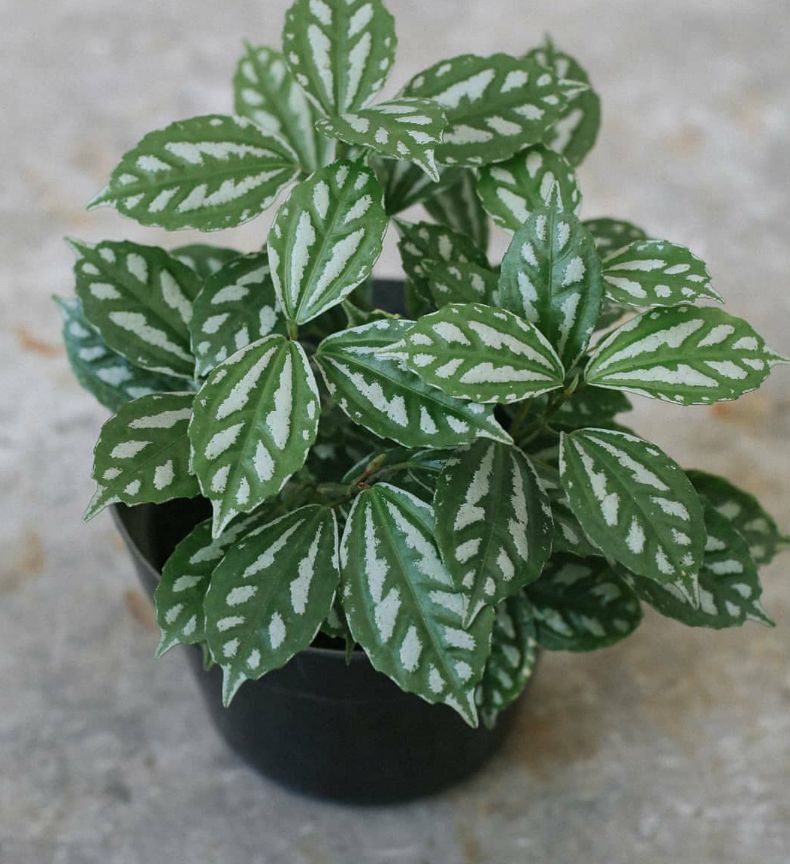 terbaru daun mutiara / tanaman pilea mutiara / tanaman hidup daun ...