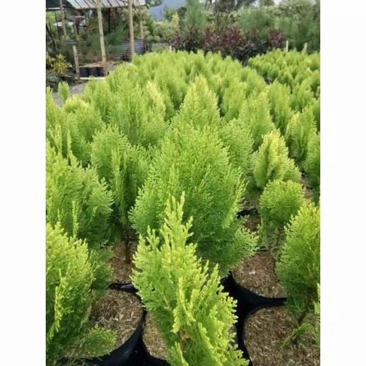 Tanaman hias cemara kipas - Bibit pohon cemara kipas | Lazada Indonesia