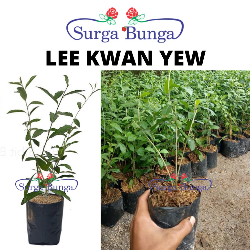 Tanaman Hias Daun Lee Kwan Yew - taman | Lazada Indonesia