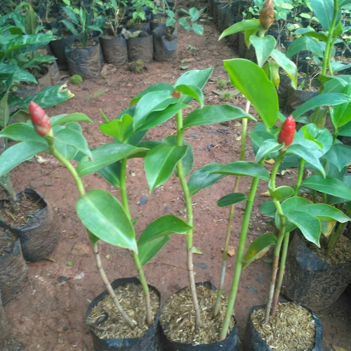 ready bos PROMO Grosir!! Tanaman Pacing Pentul Tanaman Bunga Pacing ...