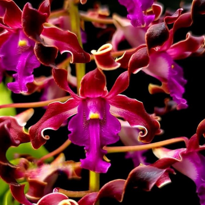 ANGGREK DENDROBIUM CUT NYAK DIEN DEWASA | Lazada Indonesia