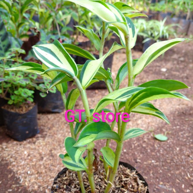 Tanaman hias pacing varigata - pacing pentul varigata - pohon pacing ...