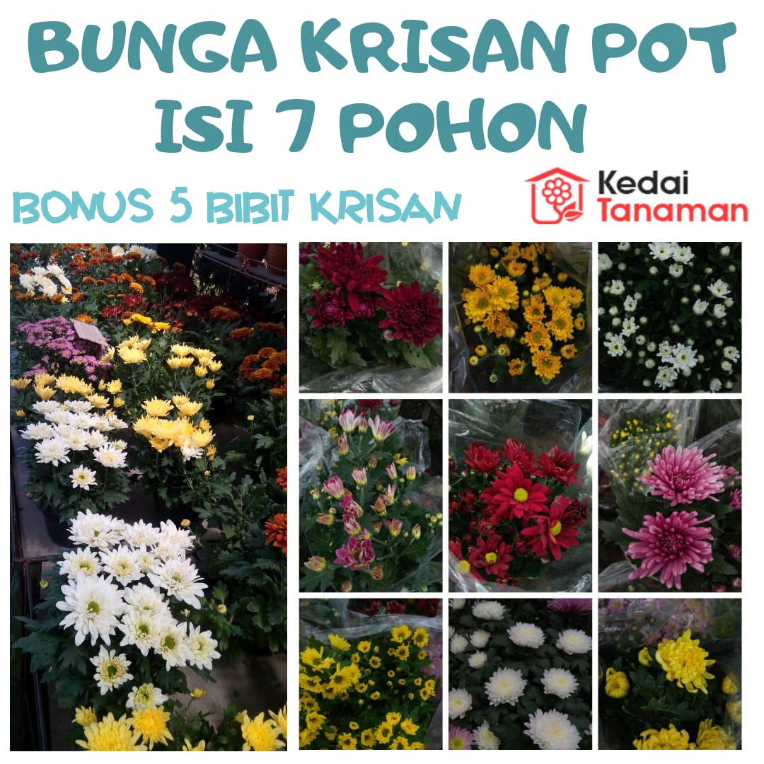 Tanaman Bunga Krisan Pot Berbunga | Lazada Indonesia