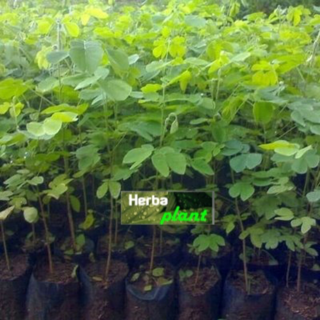 bibit pohon trembesi / kihujan / pohon trembesi | Lazada Indonesia