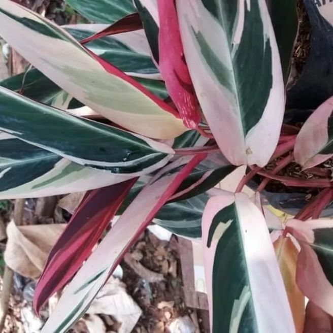 Tanaman hias calathea meranti bali | Lazada Indonesia