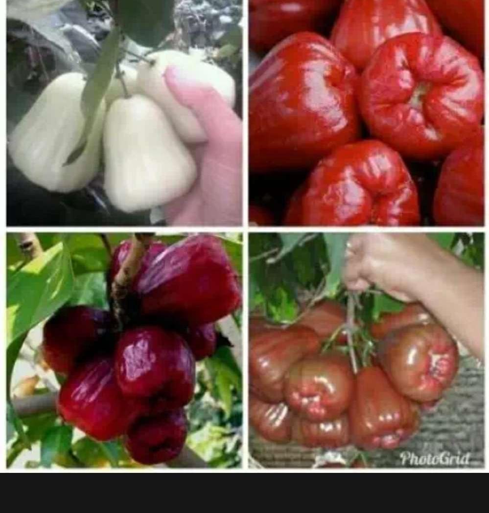 paket 4 jenis jambu air super murah | Lazada Indonesia