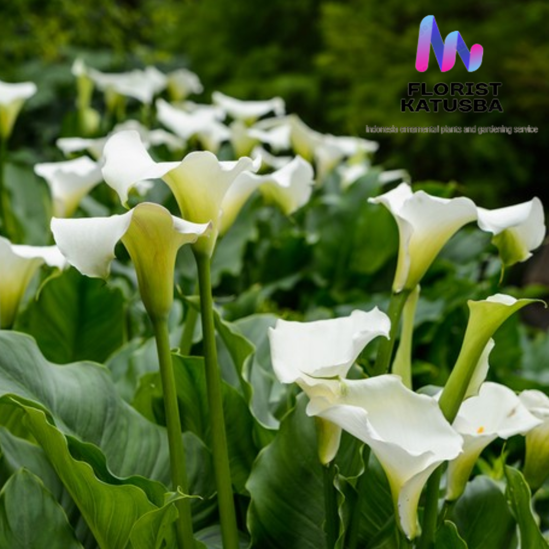 tanaman hias air tanaman bunga calla lili bunga putih | Lazada Indonesia