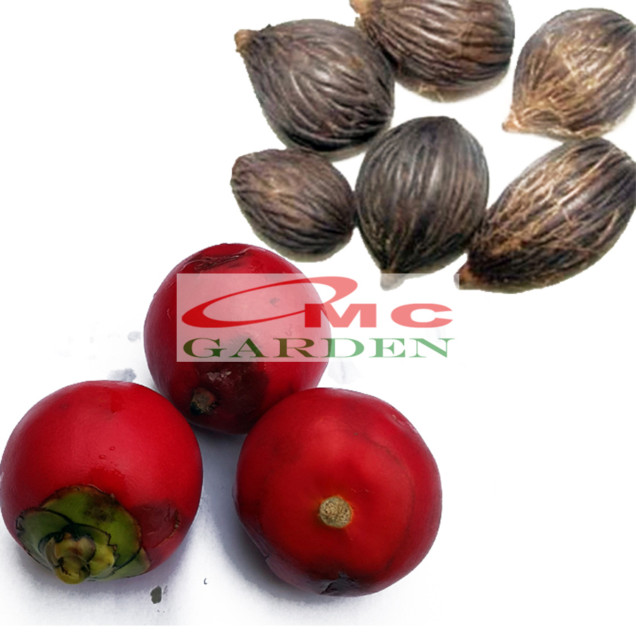 Buah Biji Benih Palm Palem Raja Roystonea Regia 1 Buah PR-B-01 | Lazada ...