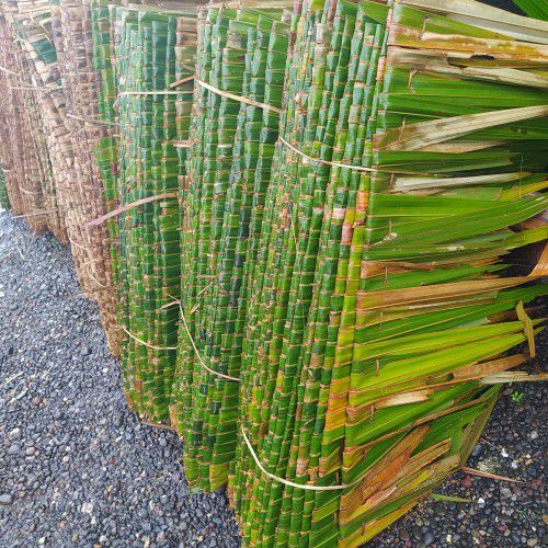 PROMO Atap daun rumbia atap dahon atap gazebo natural 1 pcs | Lazada ...