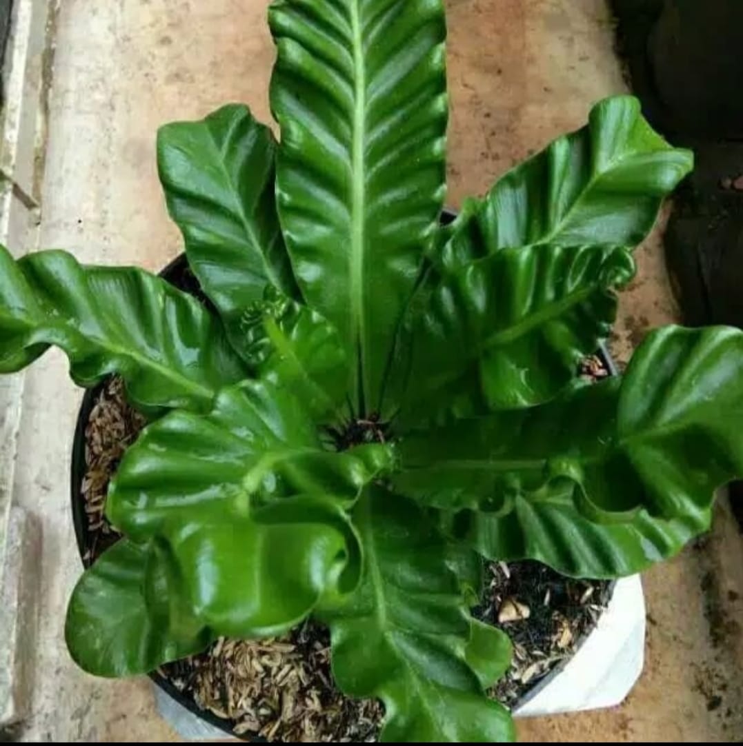 TANAMAN HIAS KADAKA LASAGNA TANAMAN HIAS HIDUP EXOTIC TANAMAN PENYEJUK ... TANAMAN HIAS KADAKA LASAGNA TANAMAN HIAS HIDUP EXOTIC TANAMAN PENYEJUK ...