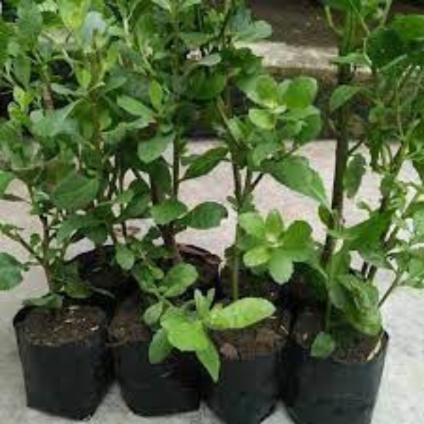 PAKET 4 BIBIT TANAMAN DAUN LUNTAS / BELUNTAS TANAMAN OBAT TANAMAN ...