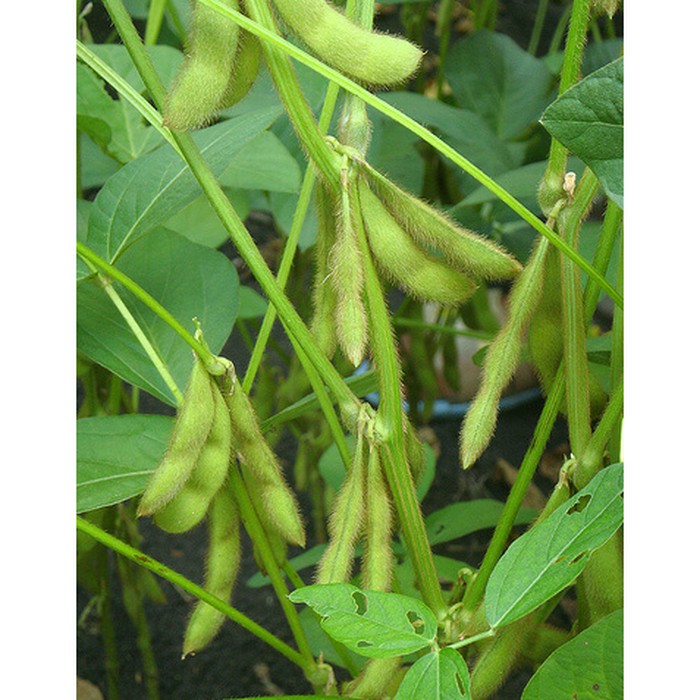 10 bibit benih kacang kedelai edamame bibit tanaman kedelai jepang f1 ...
