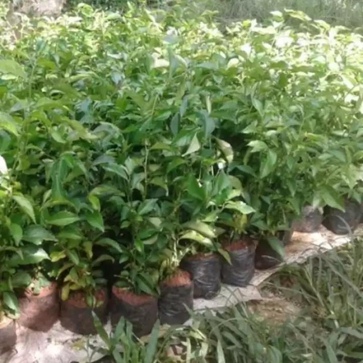 tanaman pagar teh tehan / pohon teh tehan / pohon tetehan / tanaman ...