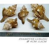 Cangkang/ Shell Kelomang Hermit Crab | Lazada Indonesia