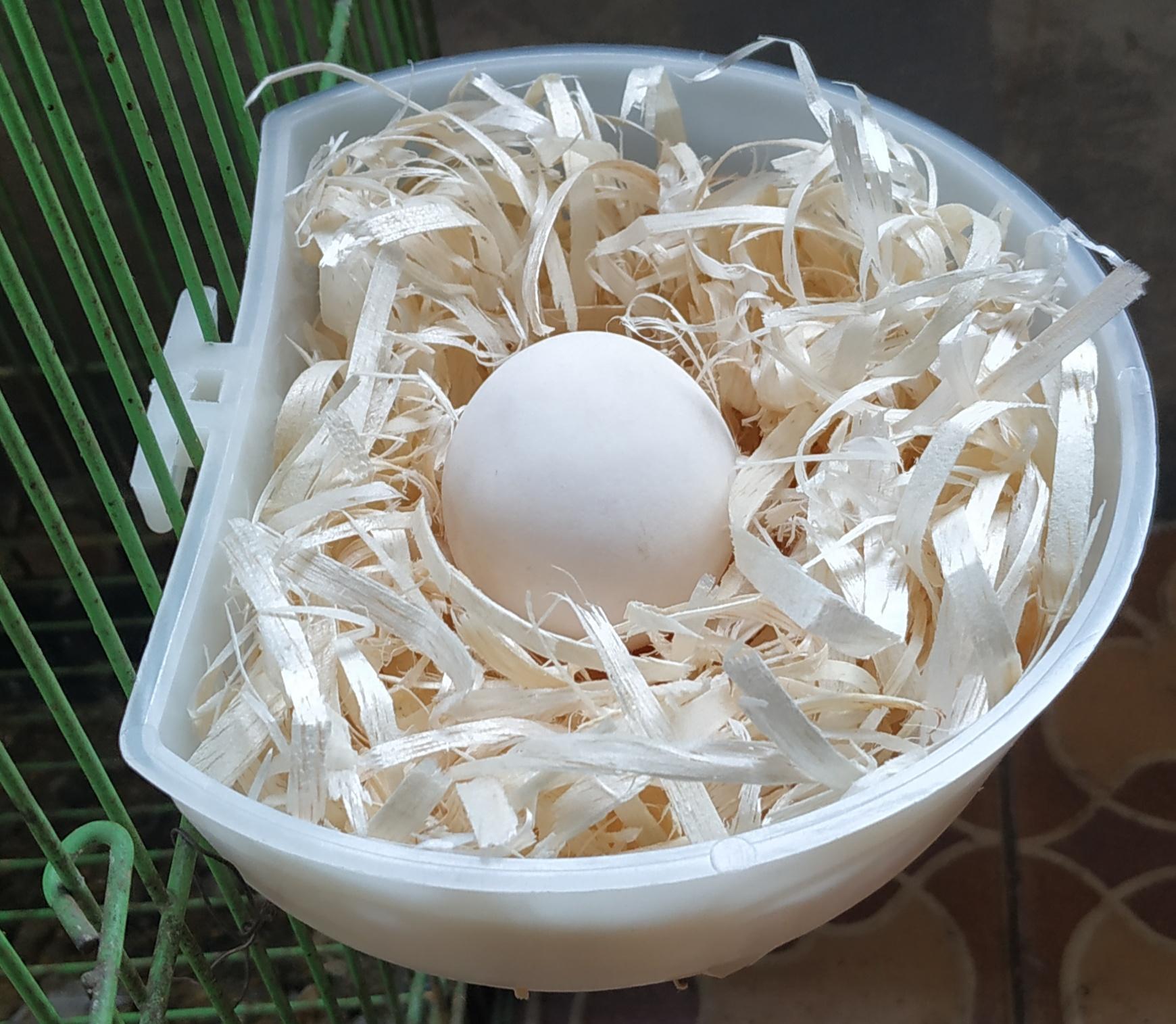 Tempat Sarang Telur Burung Kenari Krocok | Lazada Indonesia