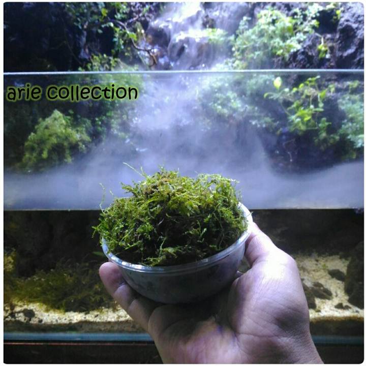 java moss weeping per cup tanaman untuk aquascape aquarium | Lazada Indonesia