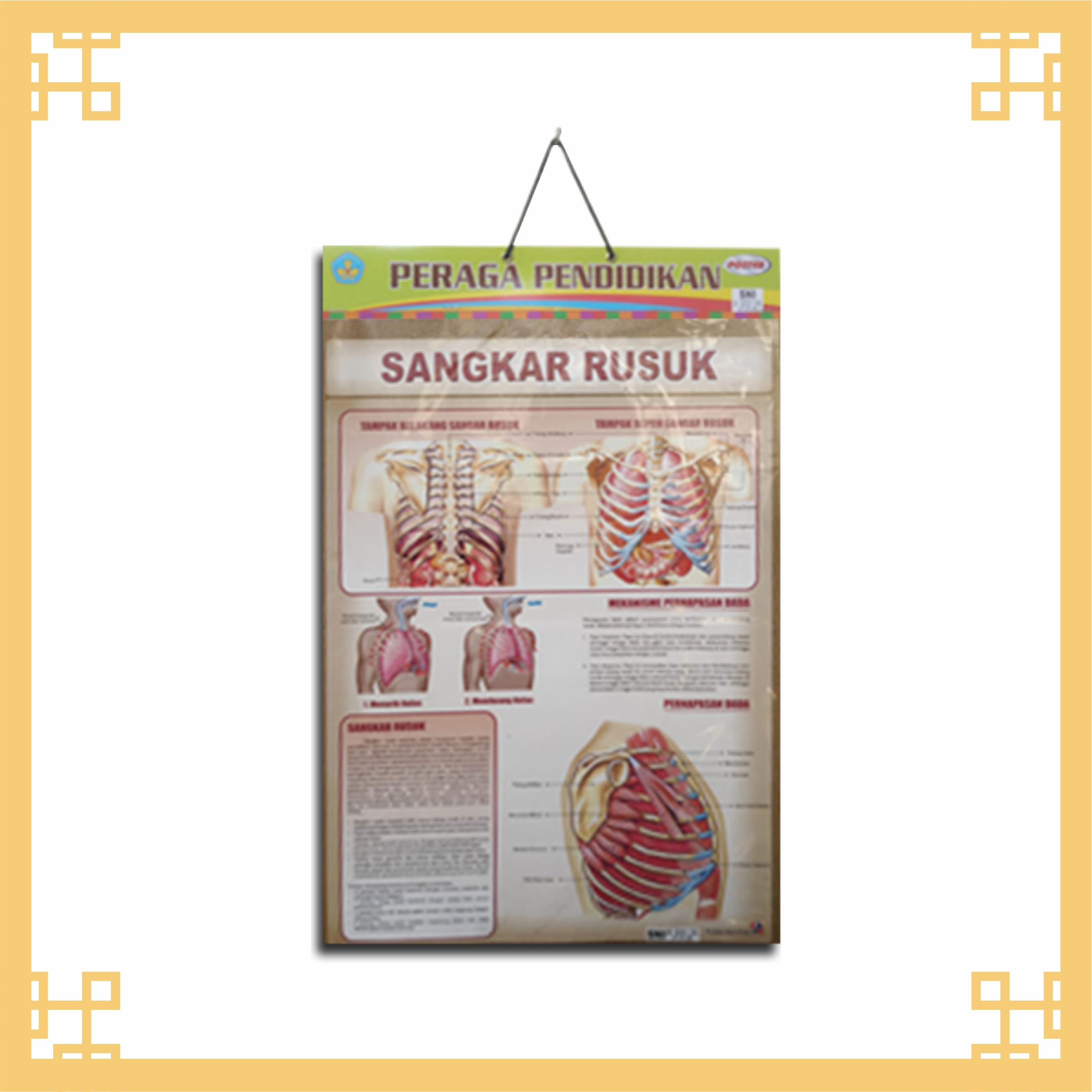 Poster Edukasi Anak - Poster Anak Sangkar Rusuk | Lazada Indonesia