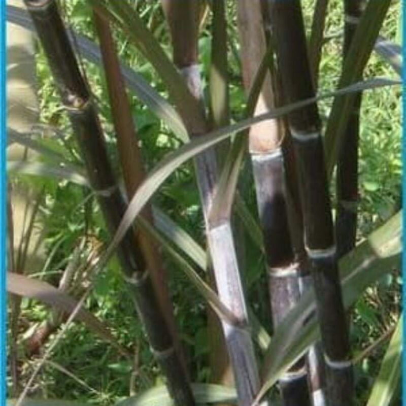 BIBIT TEBU IRENG TEBU HITAM MANIS | Lazada Indonesia