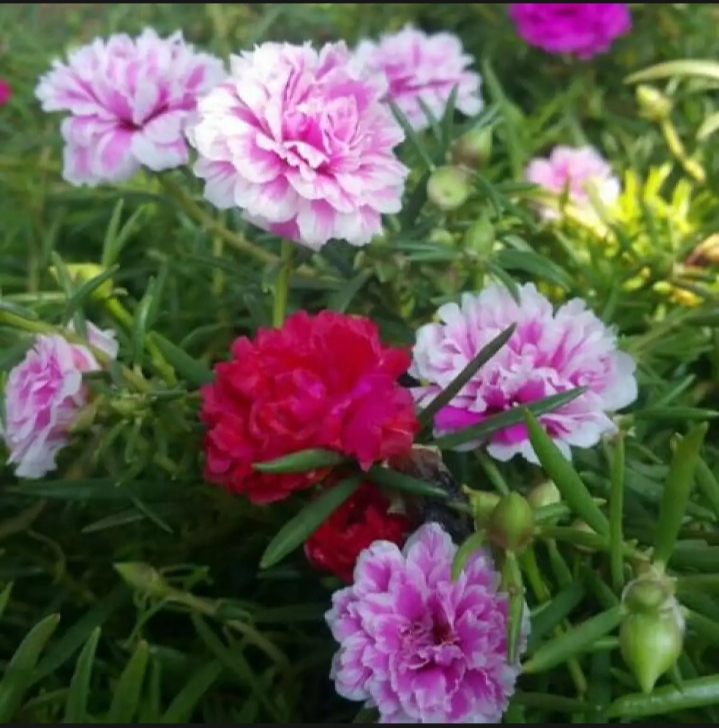 10 paket tanaman hias sutra bombay / 10 tanaman sutra bombay | Lazada ...