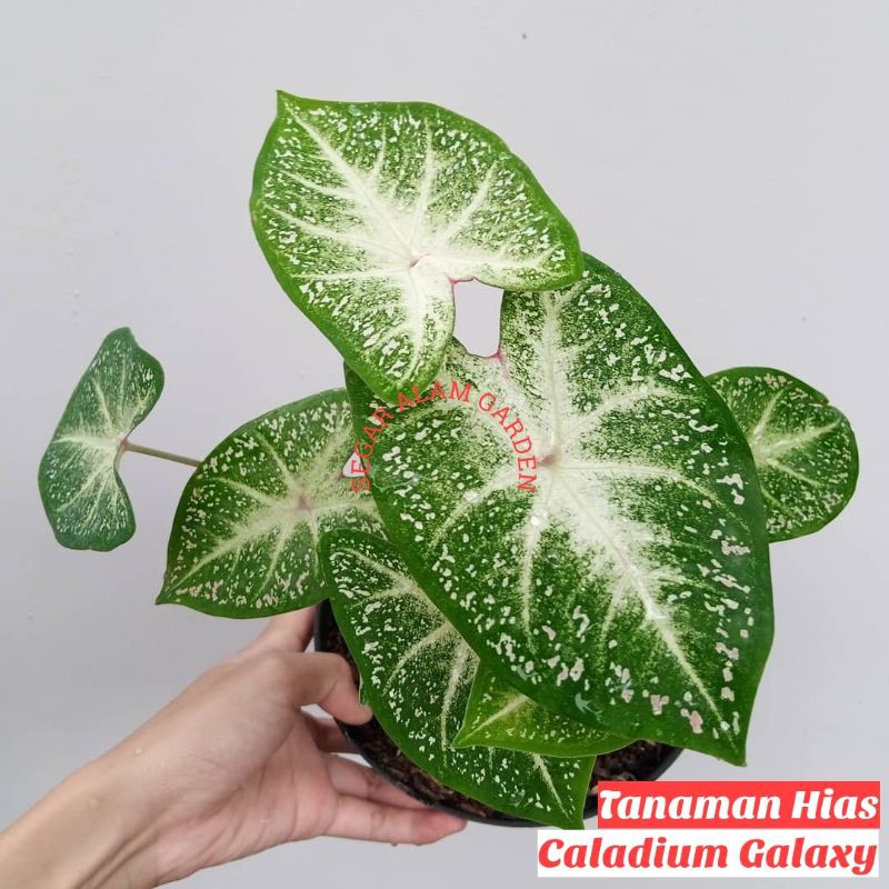 Tanaman Hias Caladium Galaxy - Kaladi Galaxy ANAKAN | Lazada Indonesia