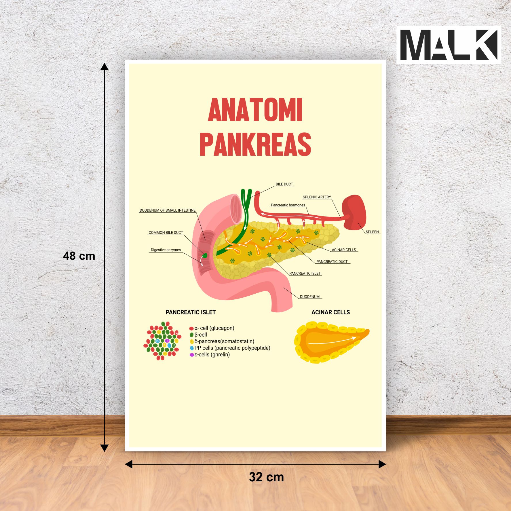 Poster ANATOMI PANKREAS | Lazada Indonesia