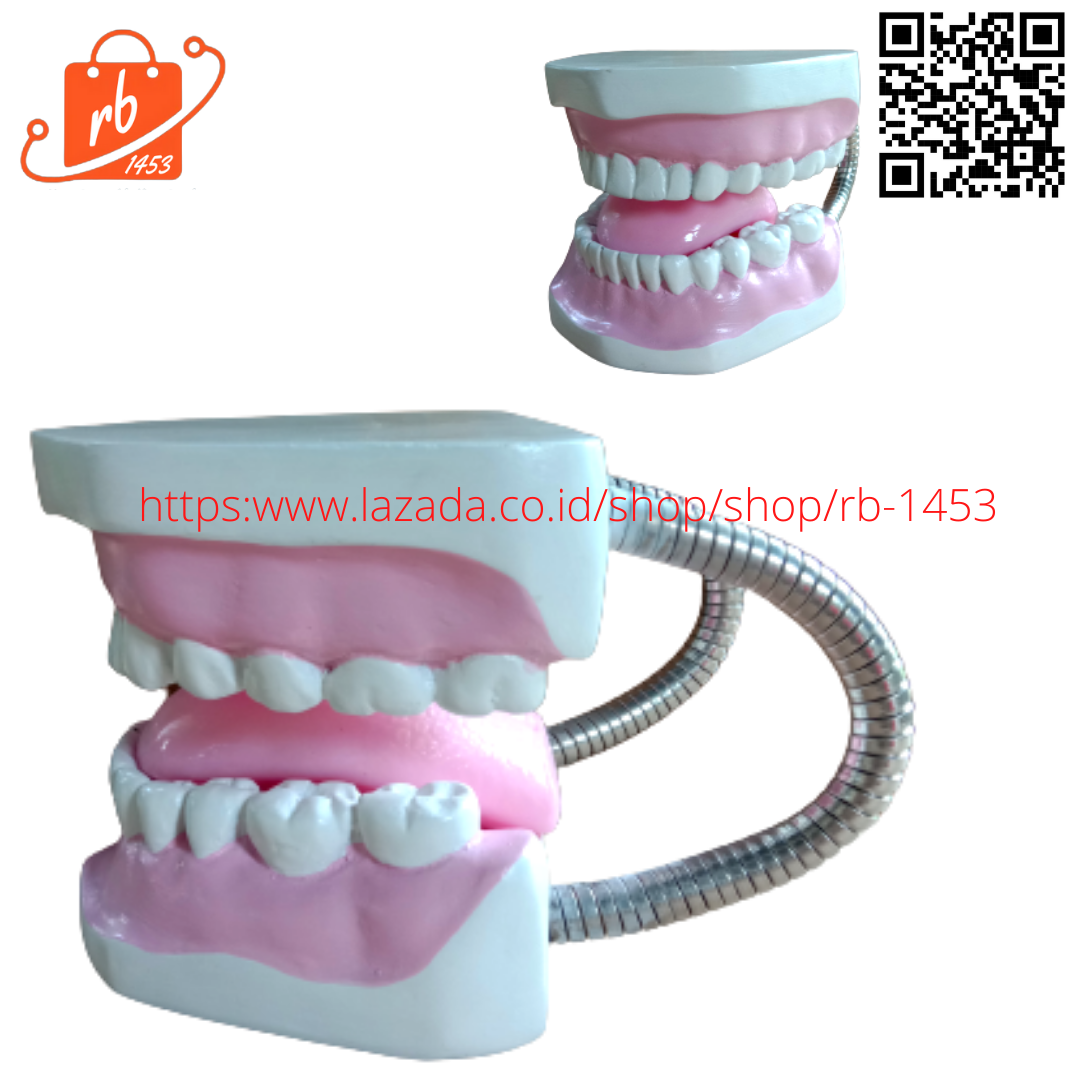Model Gigi Patung Gigi Model Studi Gigi Model Peraga Gigi Phantom Gigi ...