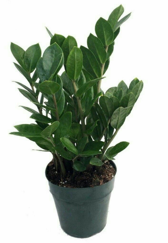 Zamioculcas Zamiifolia/ ZZ Plant / Zamio | Lazada Indonesia