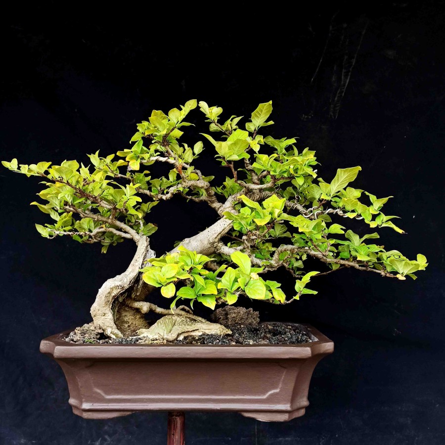 Bonsai Tanaman Hias Pohon Delima Batu paling klasik | Lazada Indonesia