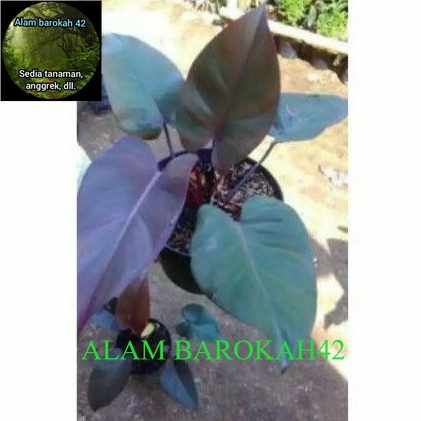 tanaman hias philodendron Black cardinal /tanamna hias philo cardinal ...