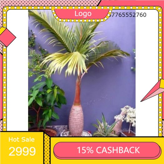 Pohon palem botol merah tinggi 50-1meter/palem botol merah | Lazada ...