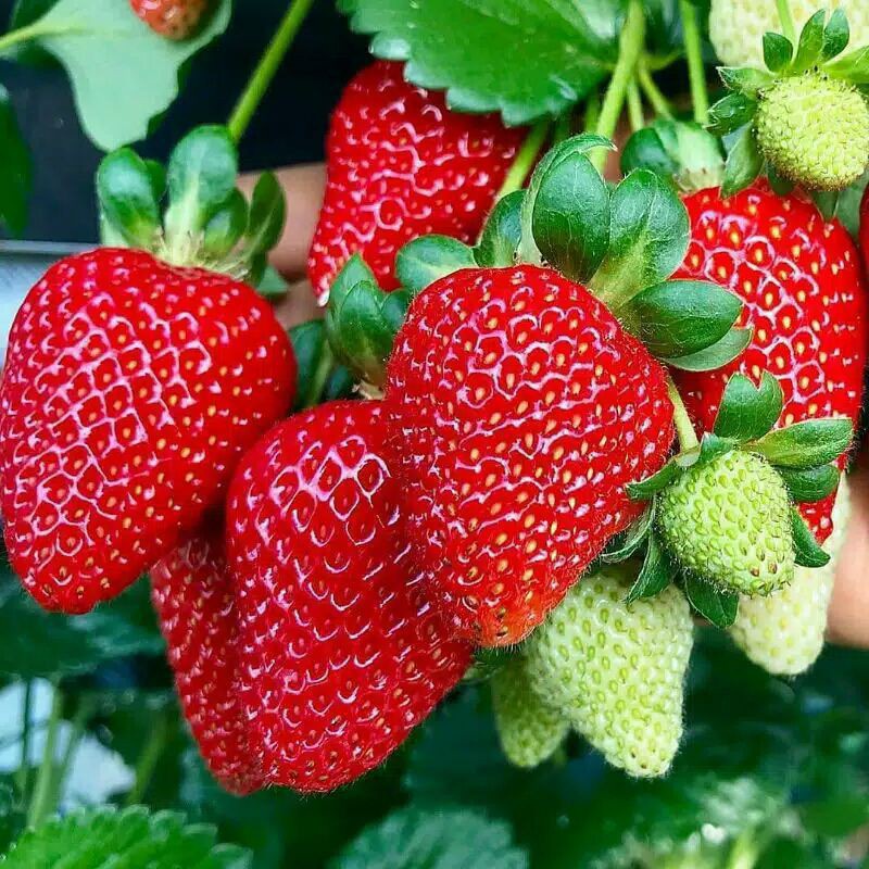 buy 1 take 1， 50 seeds (not plants) Biji Buah Stroberi Strawberry Berri ...