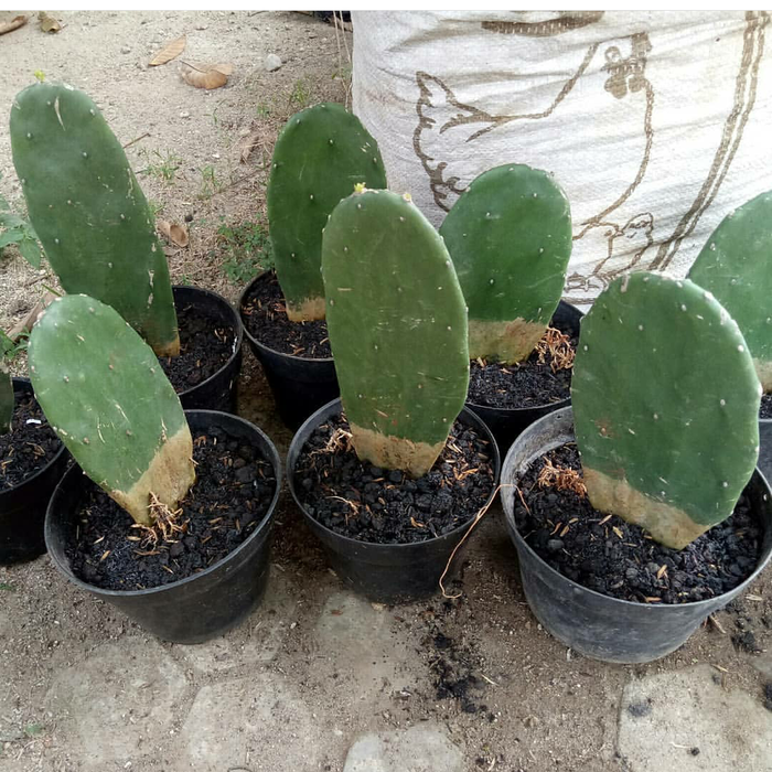 tanaman hias kaktus centong - kaktus- kaktus opuntia | Lazada Indonesia
