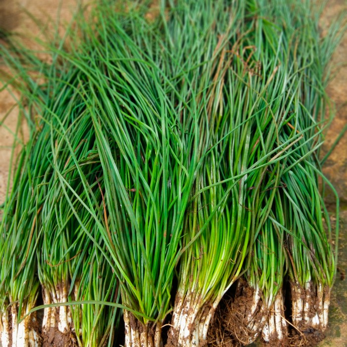 sayur kucai super/bibit tanaman sayur kucai super panjang | Lazada ...