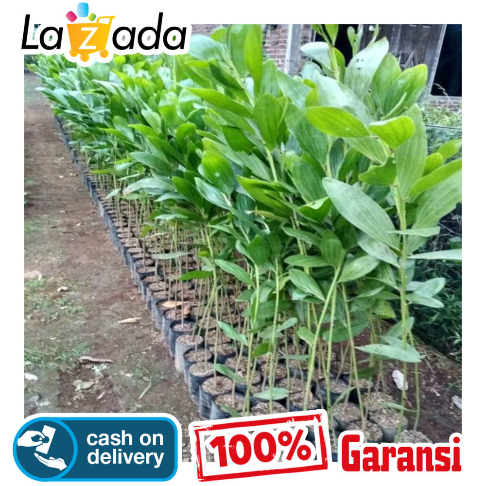 10 Bibit Tanaman Pohon Akasia Mangium W4Ge | Lazada Indonesia