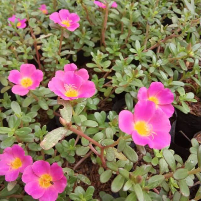 tanaman hias bunga Mossrose krokot portulaca portulaka | Lazada Indonesia