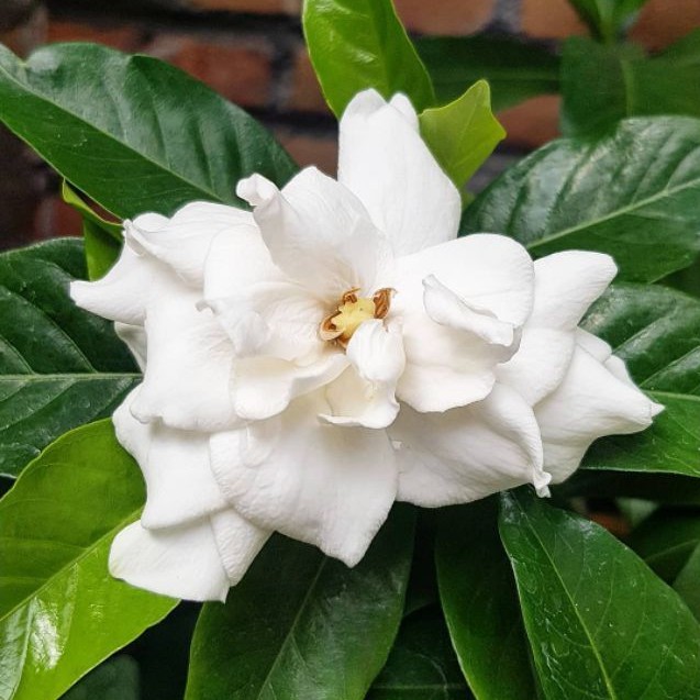 Tanaman Hias Bunga Kaca Piring / Gardenia Planstara | Lazada Indonesia