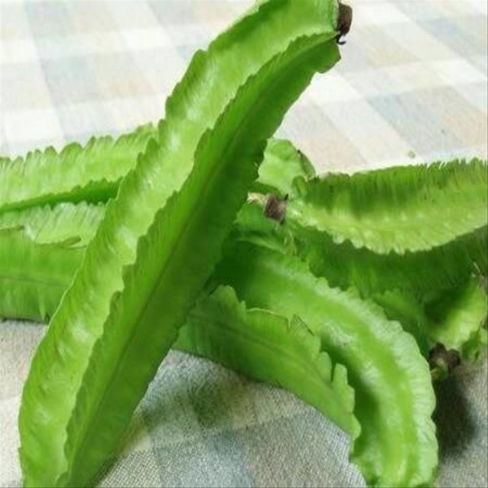 10 biji kecipir sayur | Lazada Indonesia