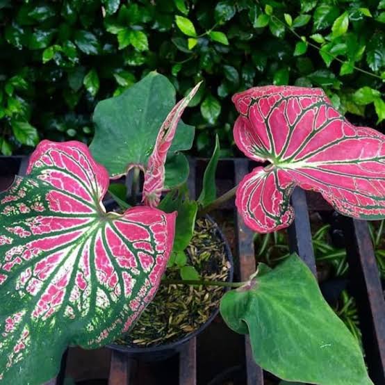 pohon tanaman hias keladi wayang pohon keladi wayang | Lazada Indonesia pohon tanaman hias keladi wayang pohon keladi wayang | Lazada Indonesia