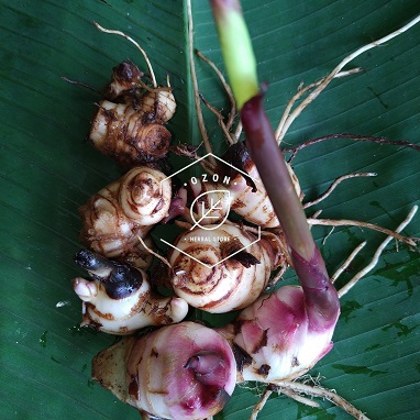 Umbi ubi Ganyong Ganyo Ganyol Segar 1kg | Lazada Indonesia
