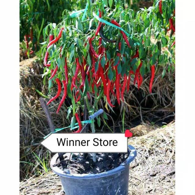 60 tabulampot capsicum cengek lombok cabe cabai merah keriting red ...