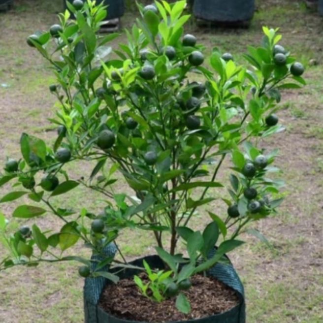 pohon jeruk limau | Lazada Indonesia