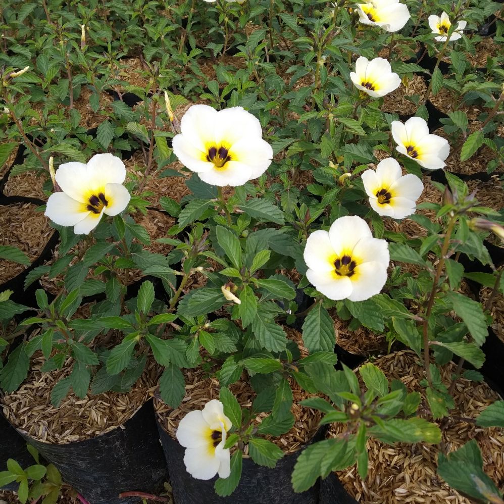 Turnera Ulmifolia Tanaman Hias Bunga Putih Bunga Jam 8 Lazada Indonesia