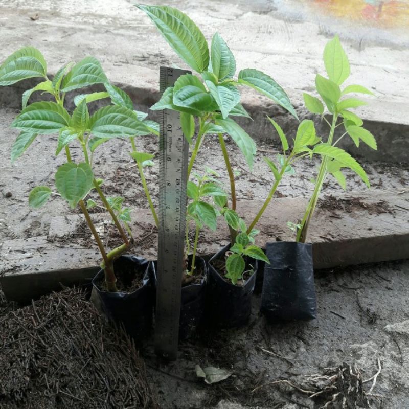 Bibit Tanaman pohpohan lalapan khas sunda | Lazada Indonesia