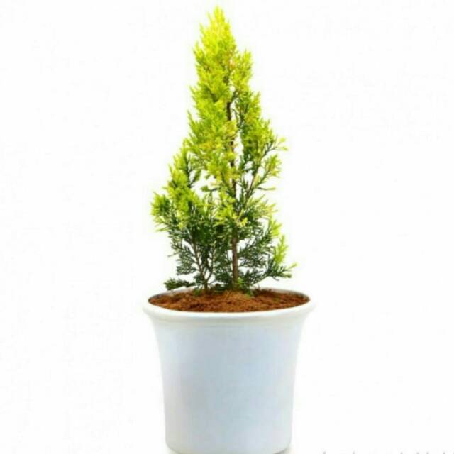 Tanaman pohon cemara chinese golden tree - cemara emas | Lazada Indonesia