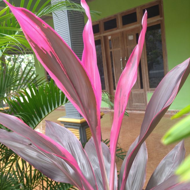 Daun andong merah / hanjuang merah herbal | Lazada Indonesia