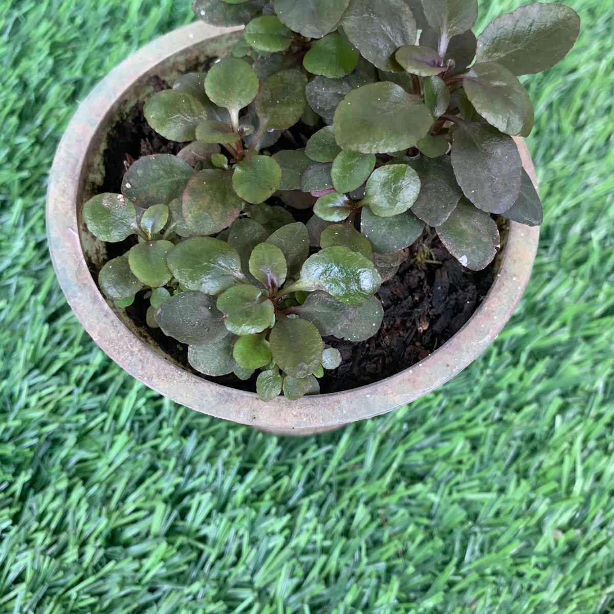 lobelia cardinalis tanaman aquascape/aquarium stamplan | Lazada Indonesia