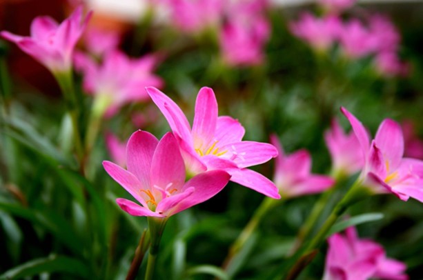 tanaman hias lili bunga pink - tanaman bunga lili pink | Lazada Indonesia